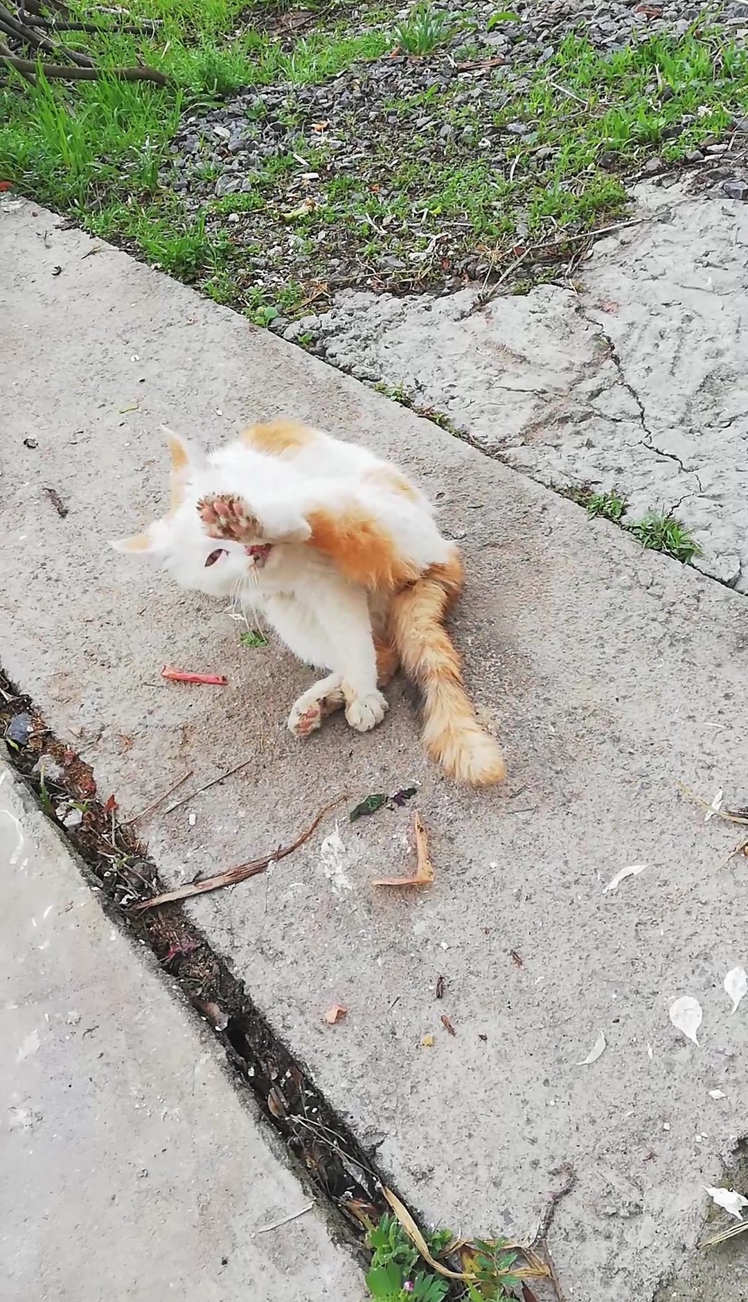 IMG_20200419_204147.jpg - SM.MS - Simple Free Image Hosting